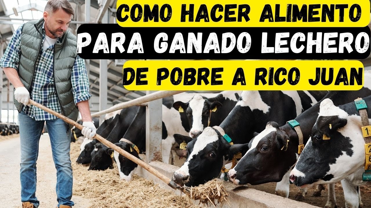 como hacer alimento para ganado lechero paso a paso historia real de ...