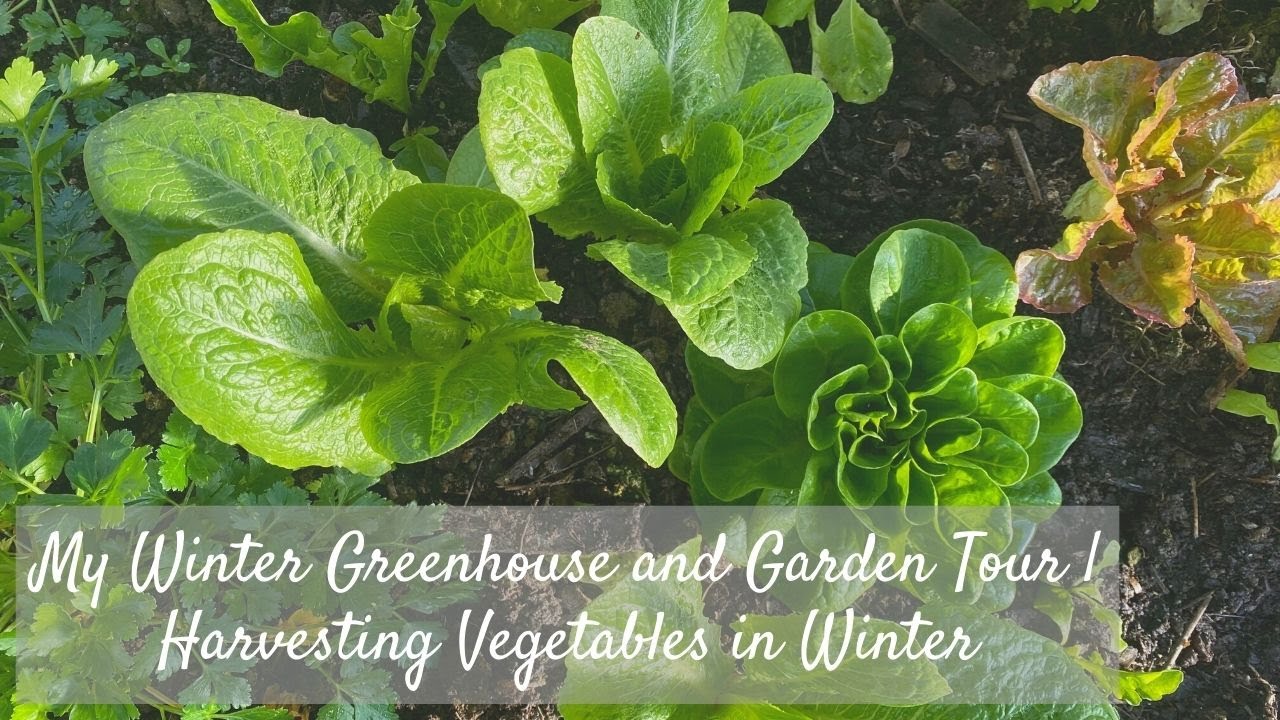 Harvesting Vegetables in Winter | My Winter Greenhouse and Garden Tour ...
