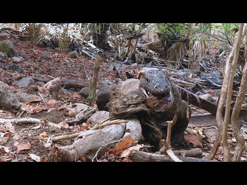 komodo dragon are not sick of eating carrion - YouTube