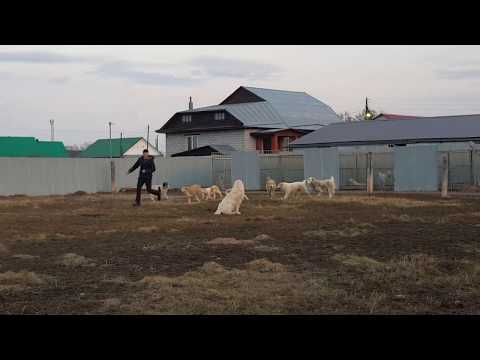 Братишка в гостях питомника Тимерташ 🥰🥰🥰 Вопросы по +79048881825 viber whatsapp или на сайте www.