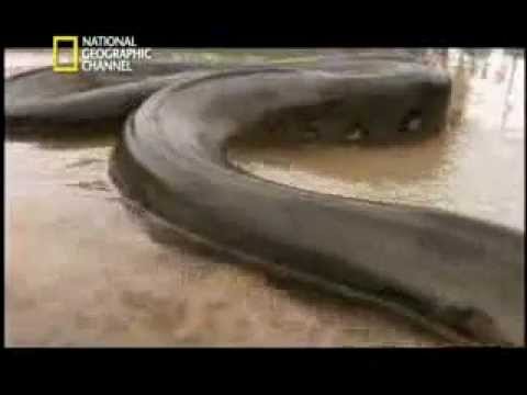 La Anaconda vs El caiman - YouTube
