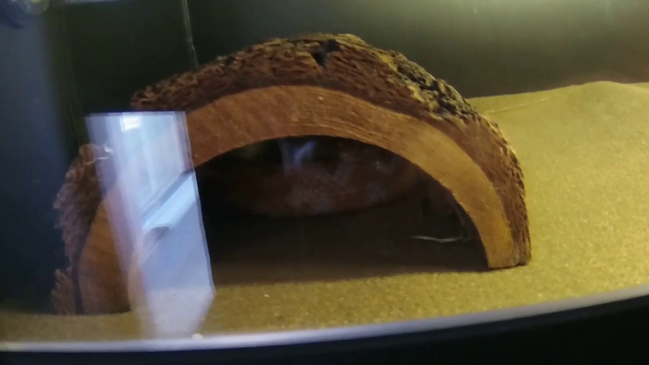 New Boaphile setups finished - YouTube