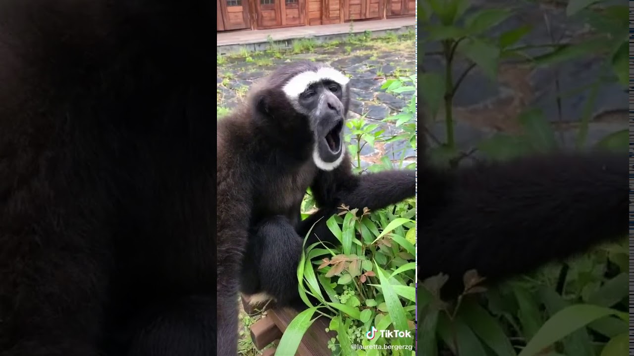 macaco gritando como pode🤔 - YouTube