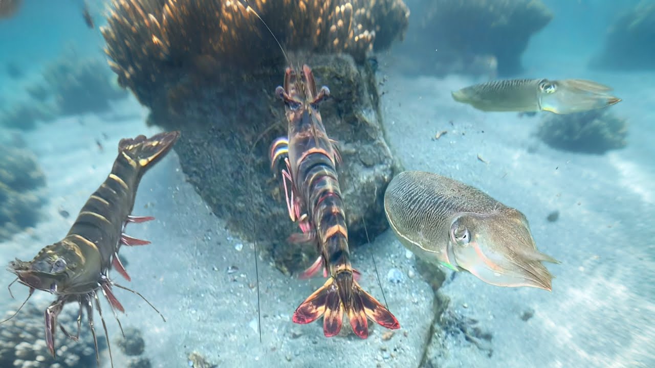 Diving to catch seafood, shrimp, crab - Super fast shrimp - My daily ...