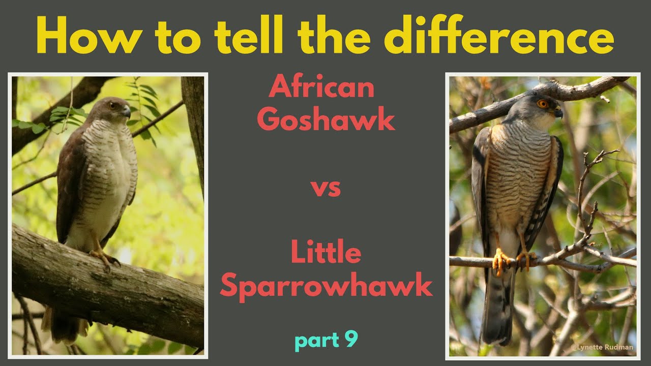 HOW TO TELL THE DIFFERENCE SERIES - African Goshawk vs Little Sparrowhawk - part 9 - YouTube