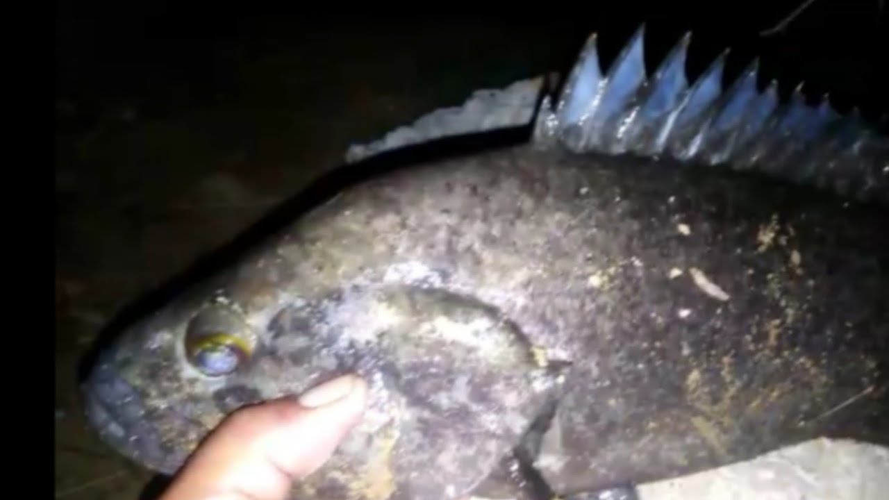 KULAPO/KAMANGYAN VLOG - YouTube