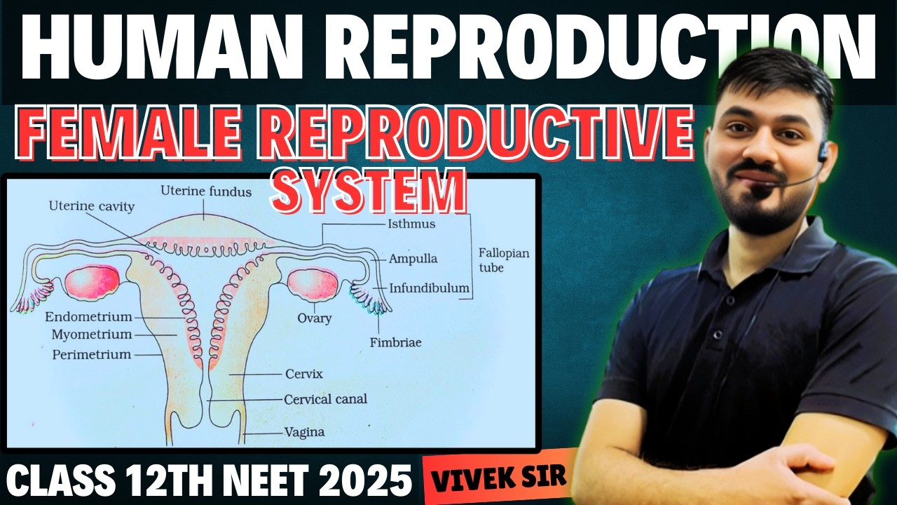 Female Reproductive System || Human Reproduction class 12 || Part-3 ...