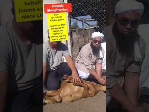 how to slaughter a goat (islamic way)