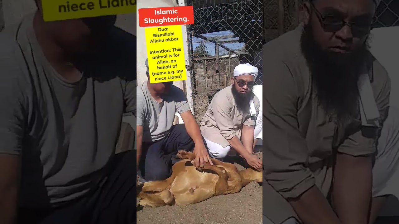 how to slaughter a goat (islamic way) - YouTube