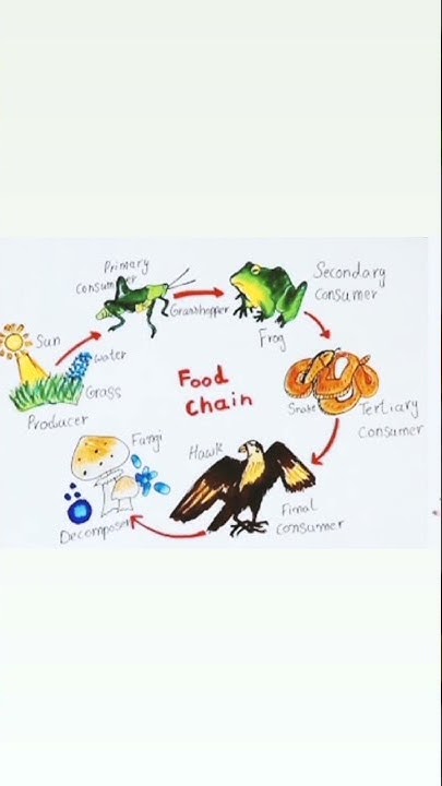 food chain | picture of food chain | draw how food chain #short # ...