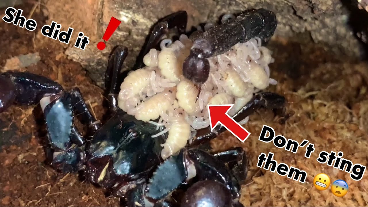 My Giant SCORPION gave birth to Giant babies!!! - YouTube