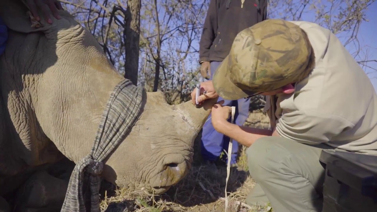 An Inside Look at the World’s Biggest Rhino Farm - John Hume Rhino ...