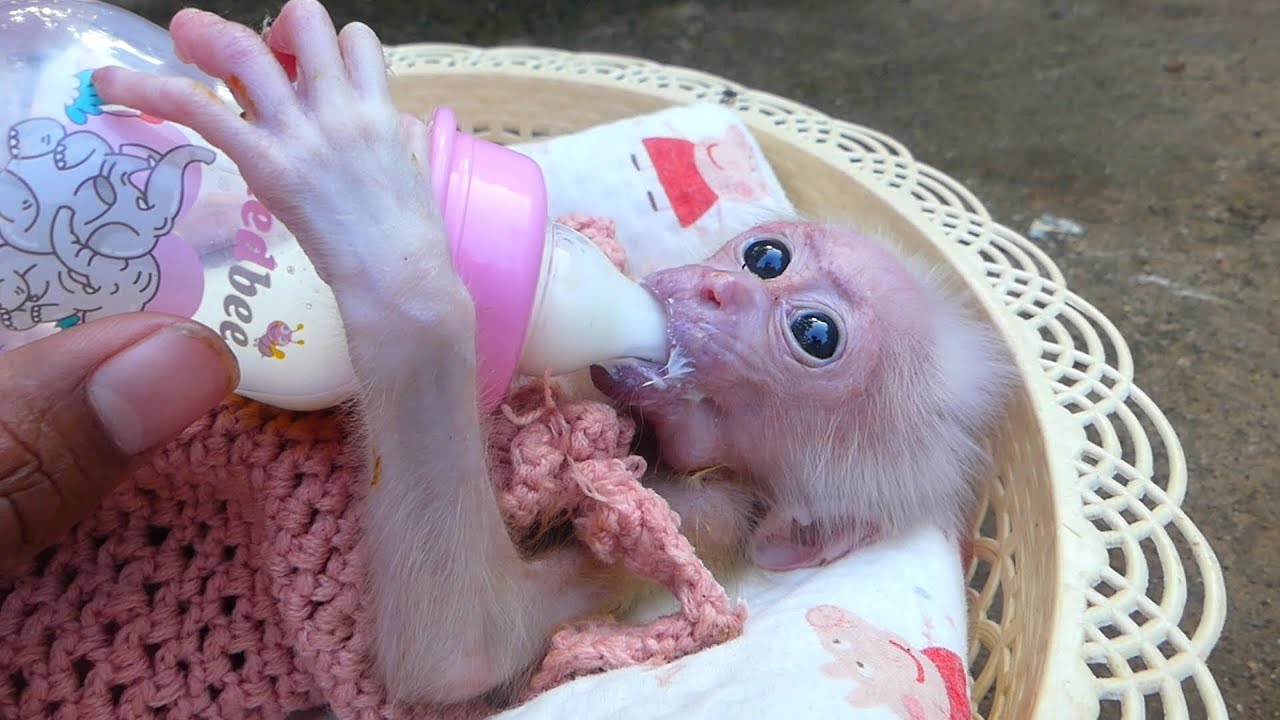 Baby Monkey Milk Bottle 🍼 Pure Cuteness - YouTube
