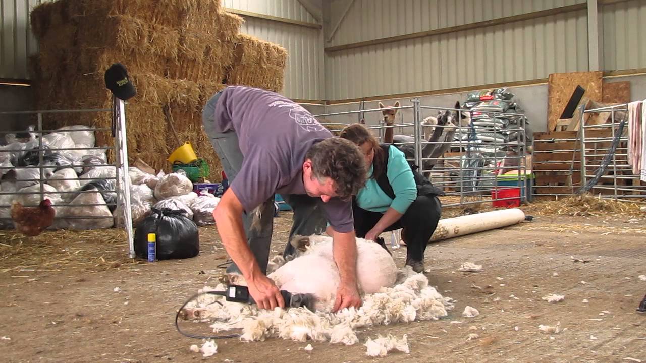 Nutmeg Angora goat shearing - YouTube