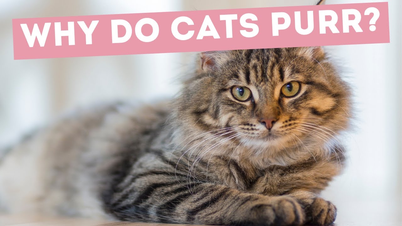 Why do cats purr 😺 Exploring the Science Behind this Feline Behavior 😺 ...