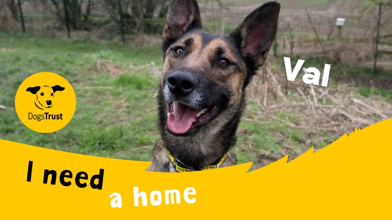 Val the brilliant Belgian Shepherd | Dogs Trust Darlington - YouTube