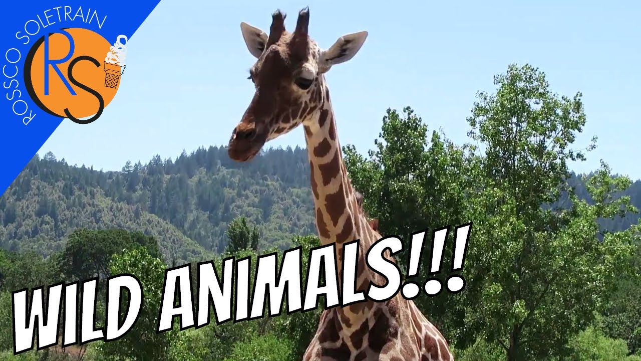 Safari West in Santa Rosa is AWESOME!!!! - YouTube