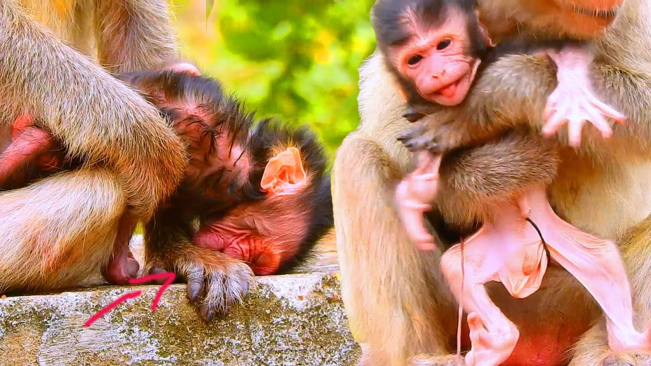 Congratulation MOMO Monkey Just Gave Cute Baby Newborn But Mom Doesn't Take Care Baby - YouTube