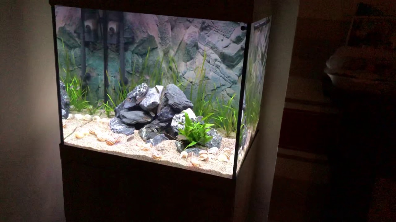 Tanganyikan Community Tank Juwel Lido 200 - Fish all settling in - YouTube