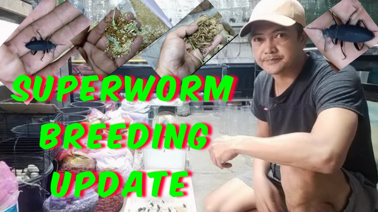 SUPERWORM BREEDING UPDATE | PAANO MAGBREED NG SUPERWORM |HOW TO BREED ...