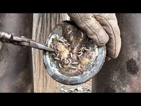Horse Hoof Cleaning