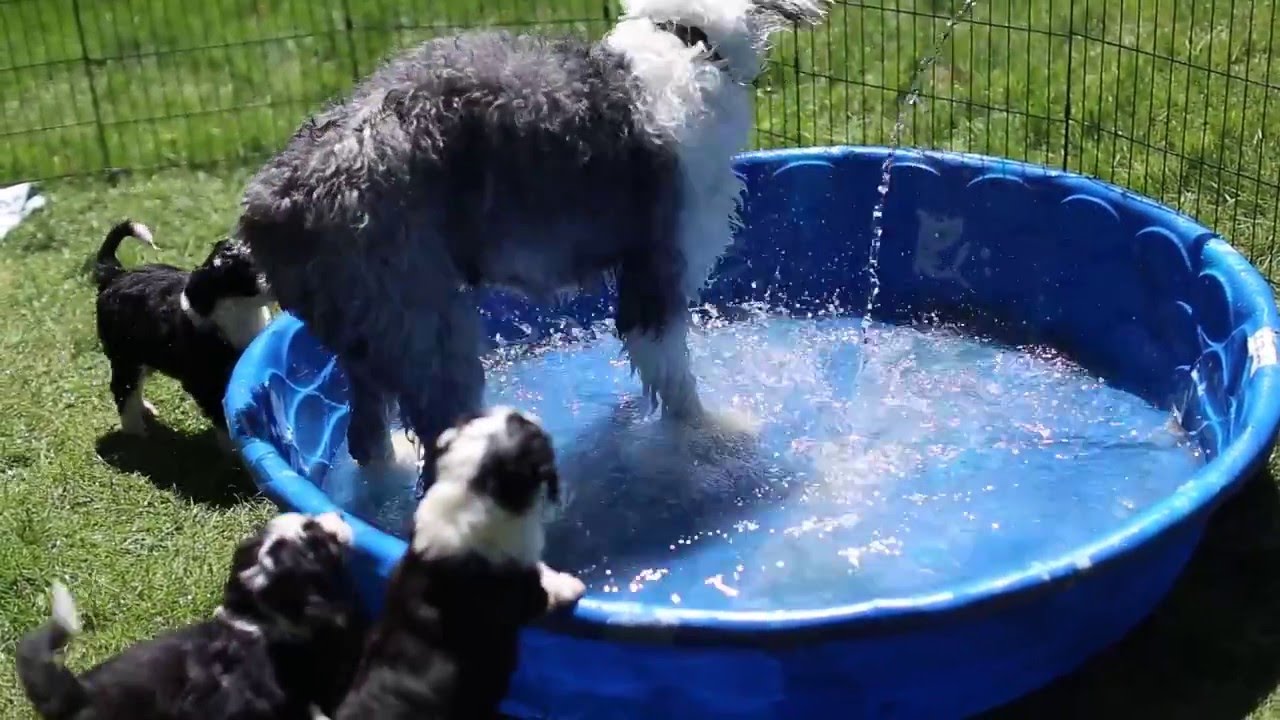 Sheepadoodle puppies playing in the pool! - YouTube