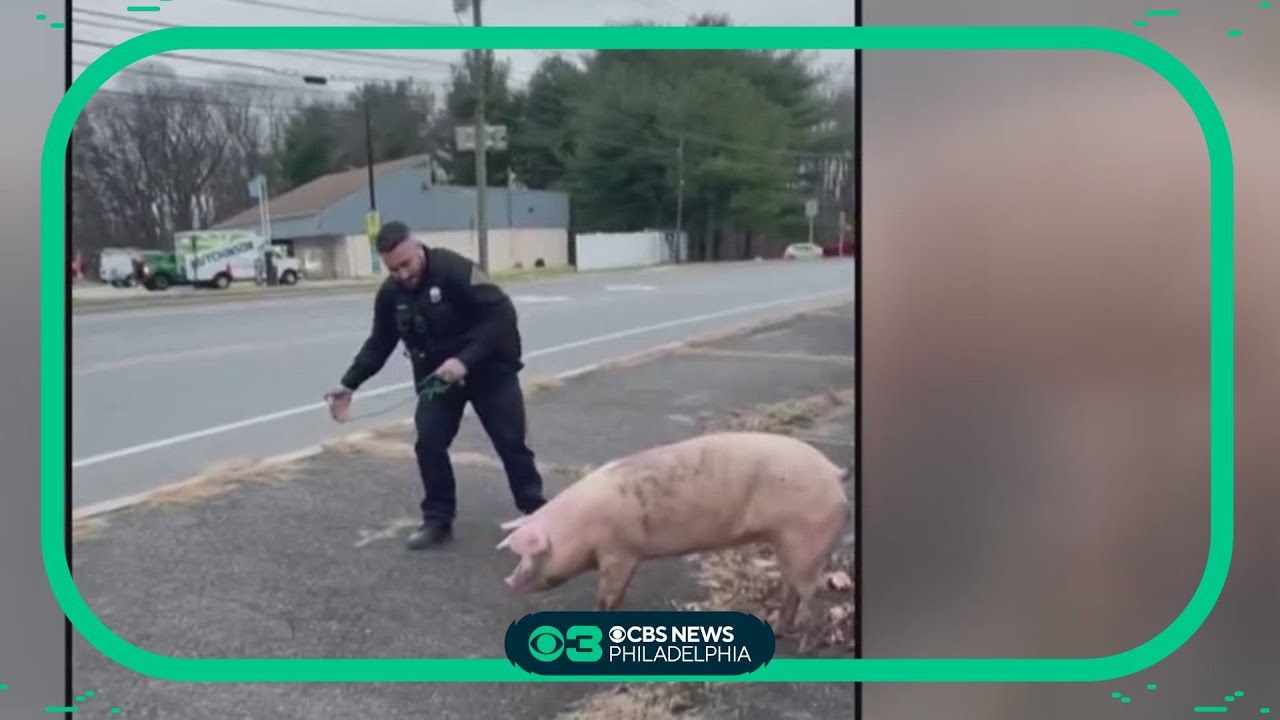 Video shows Deptford police chasing runaway pig - YouTube
