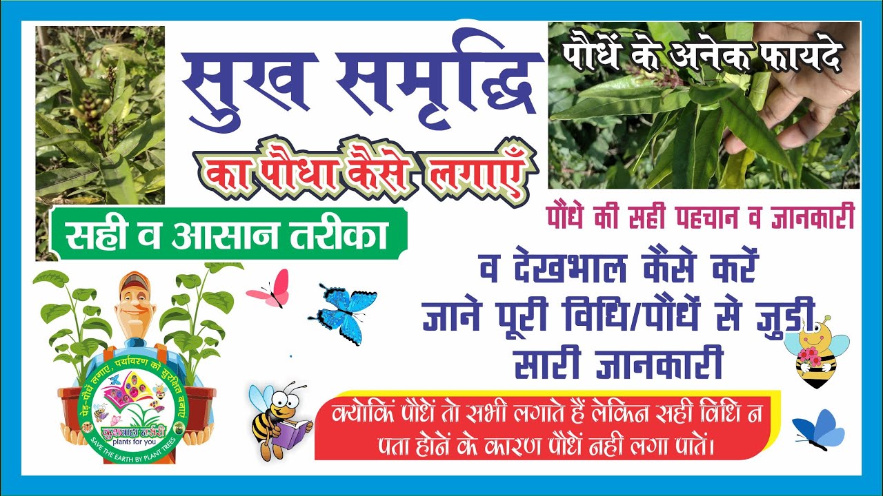 Sukh Samridhi Plant #sukhsamridhiupay सुख समृद्धि पौधा का उपयोग #viral ...
