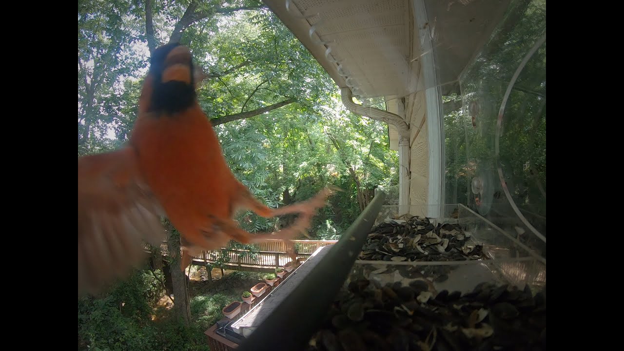Bird Camera for Cats, Northern Cardinal Male and Female, House Finch ...