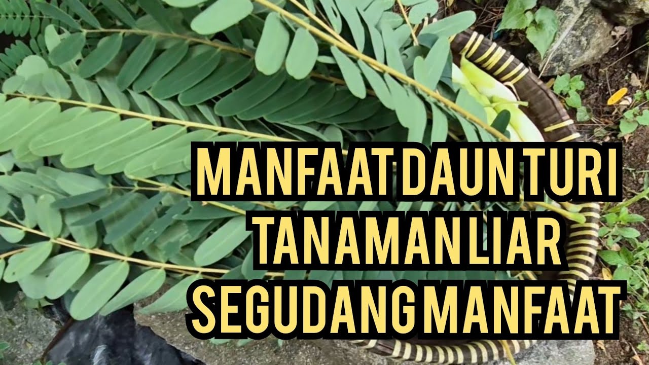 KETAHUILAH! Ternyata Inilah Manfaat Daun Turi Untuk Kesehatan Khasiat ...
