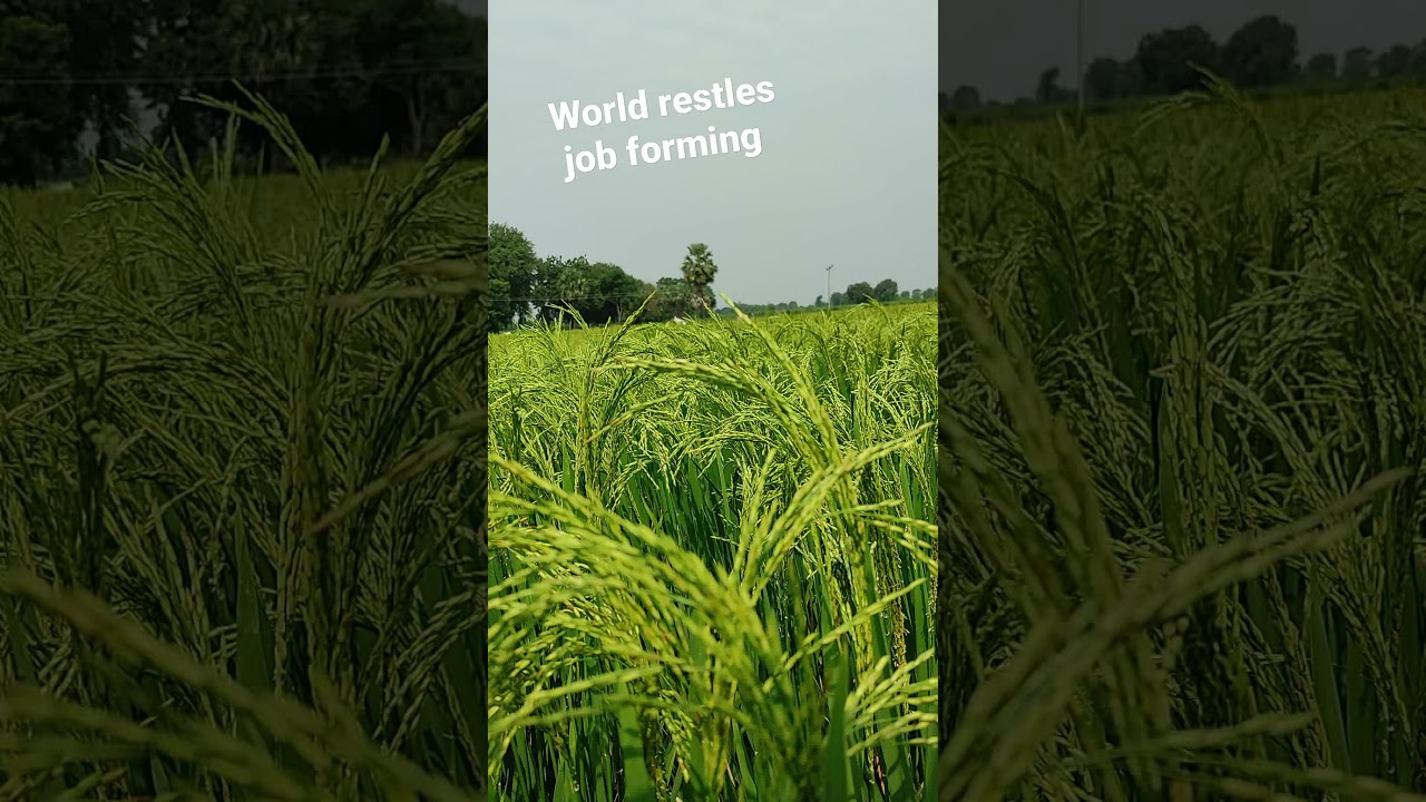 agriculture rice plants vari pairu - YouTube