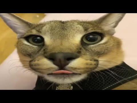 Hecker in Real life - YouTube