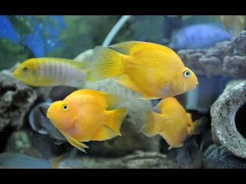 Beautiful Parrot fish Aquarium HD 2016 - YouTube