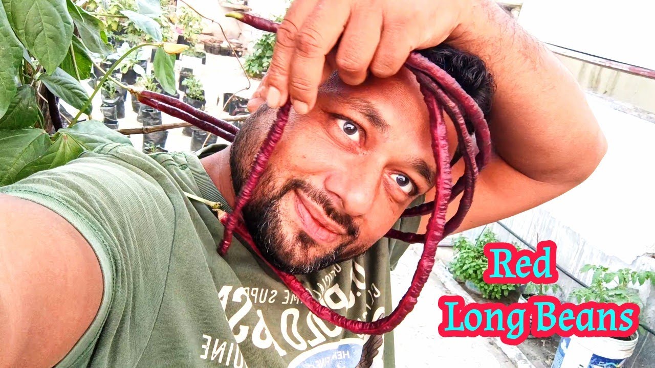 How to Grow Red Long Beans In Gamla on Terrace (हिंदी) - YouTube