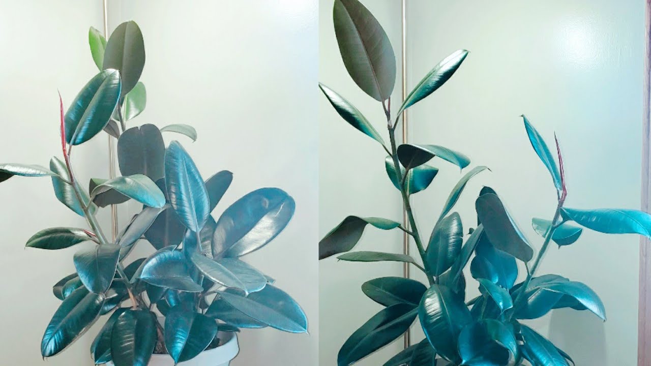 Ficus Elastica Burgundy or Melanie Part 002 | Plant Vlog 135 - YouTube