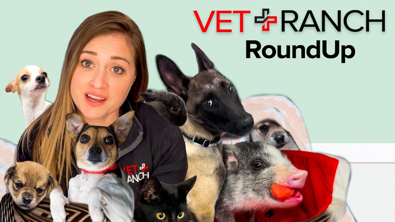 First Baby Pig on This Weeks RoundUp! - YouTube