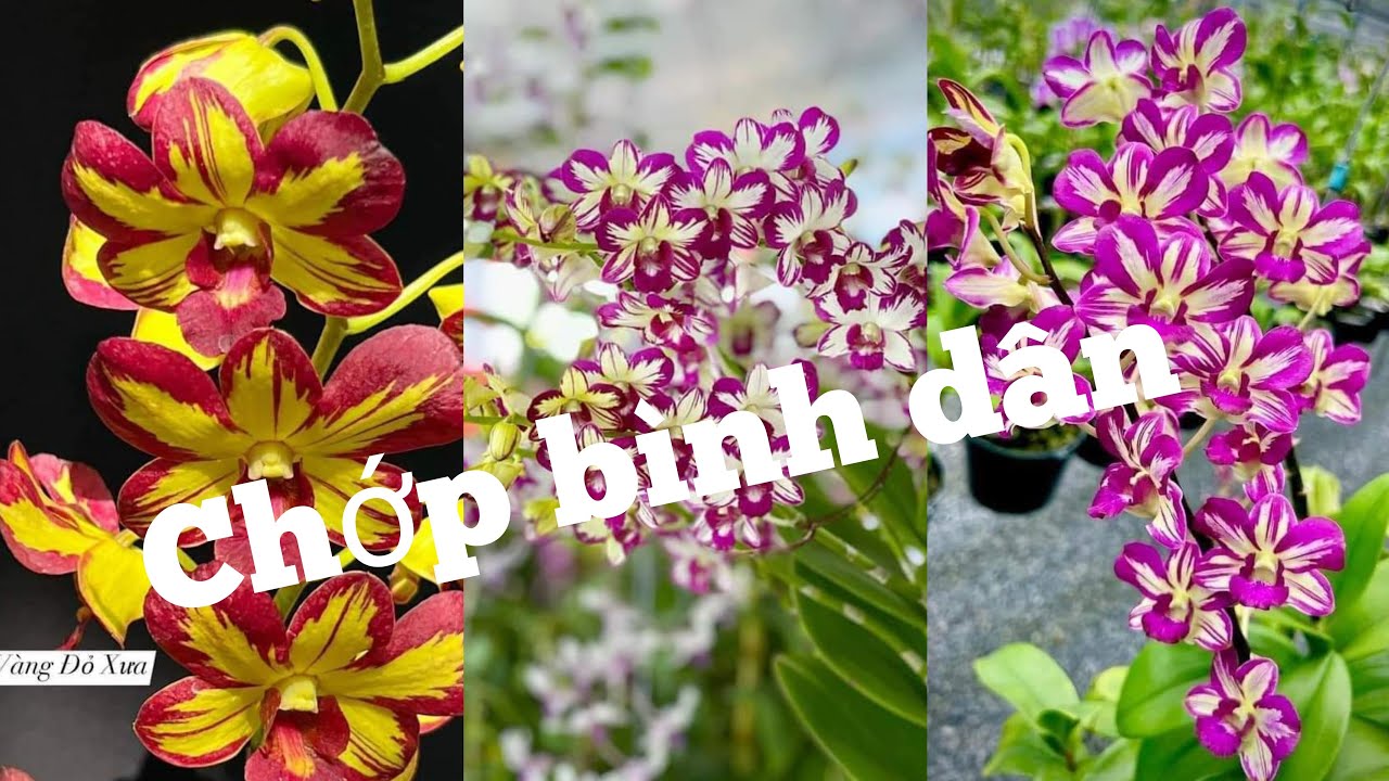 live Dendro chớp đầy bất ngờ. 0972899855 - YouTube