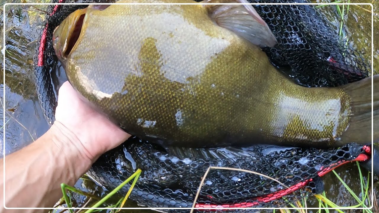 Medalowy lin na spinning a była większa ryba... Szczupak Okoń lin z ...