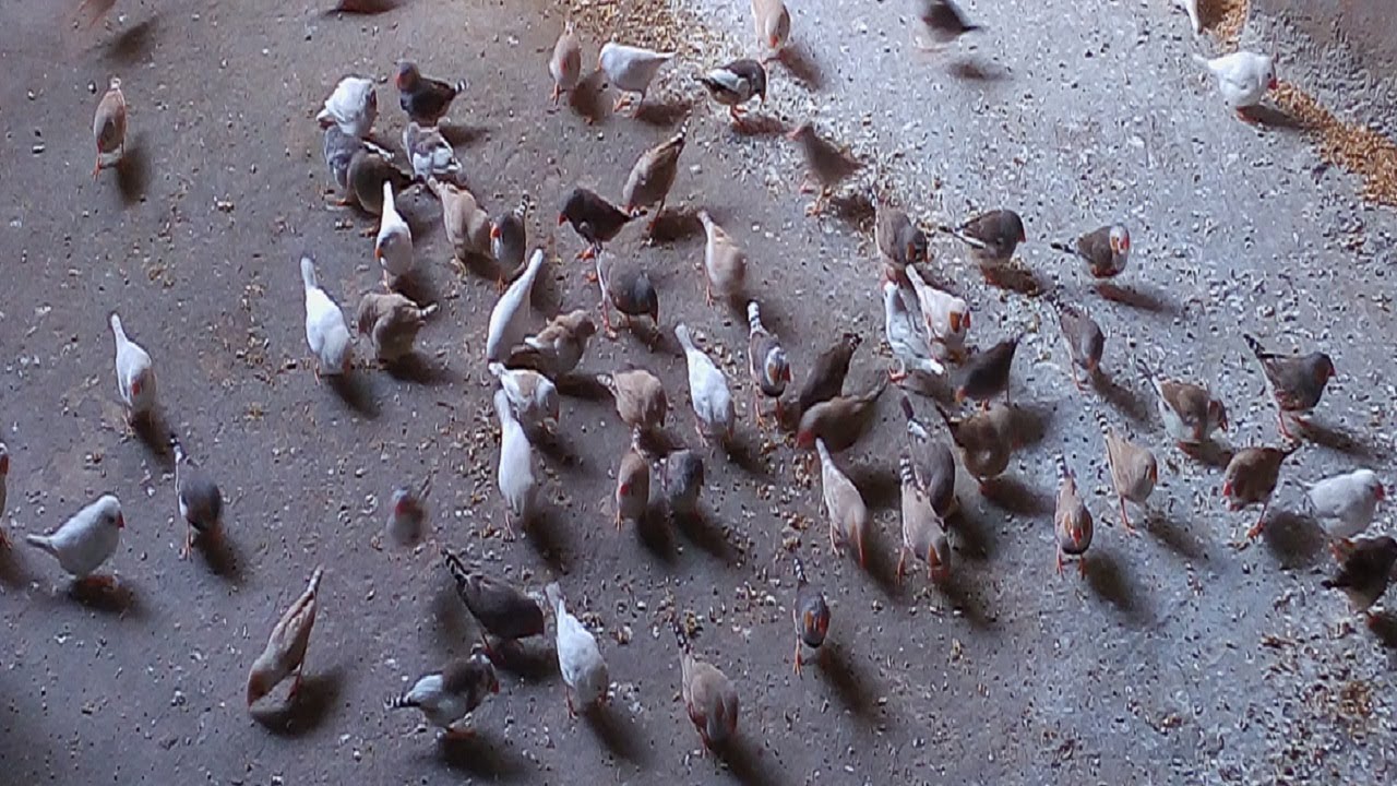 Finch Birds Colony Breeding | Zebra Finch Colony Breeding Results ...