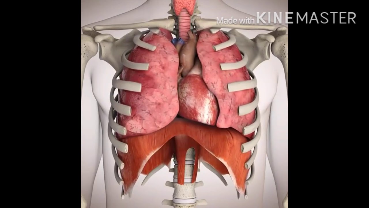 Diafragma em Ação - YouTube