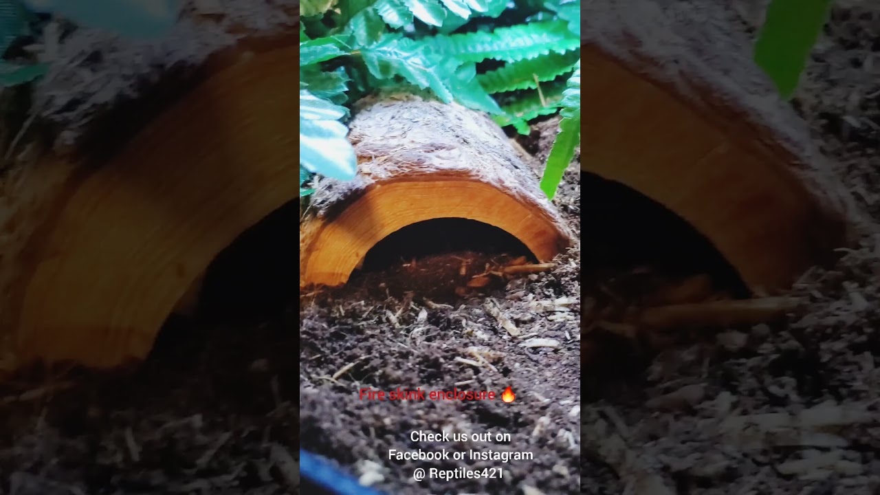 Fire Skink Enclosure - YouTube