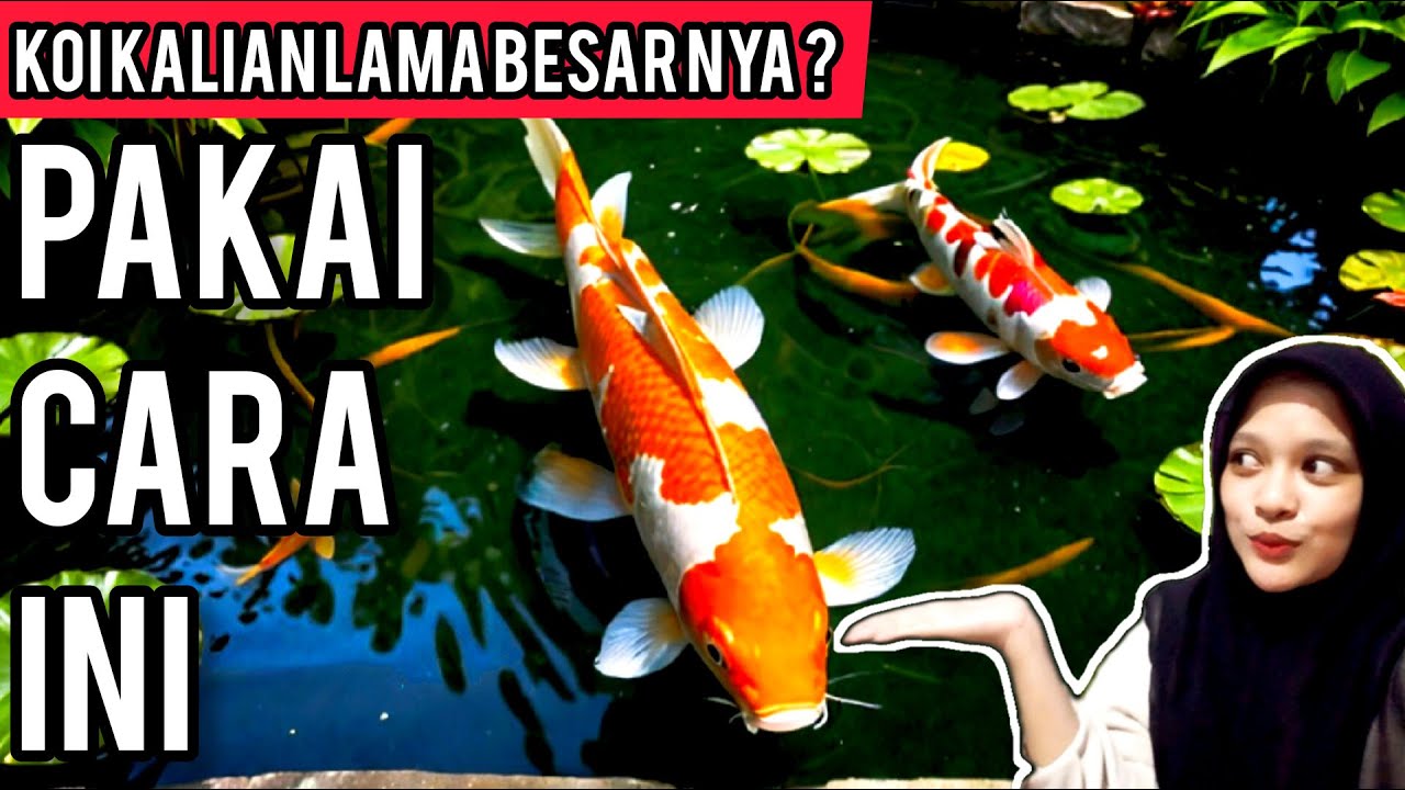 POIN PENTING AGAR IKAN KOI CEPAT BESAR Ini Tips Ikan koi cepat jumbo ...