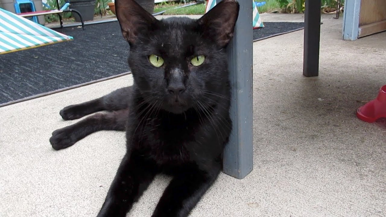 Boo Day 12 - One Way To Stop A Fight - Training And Socializing A Feral ...