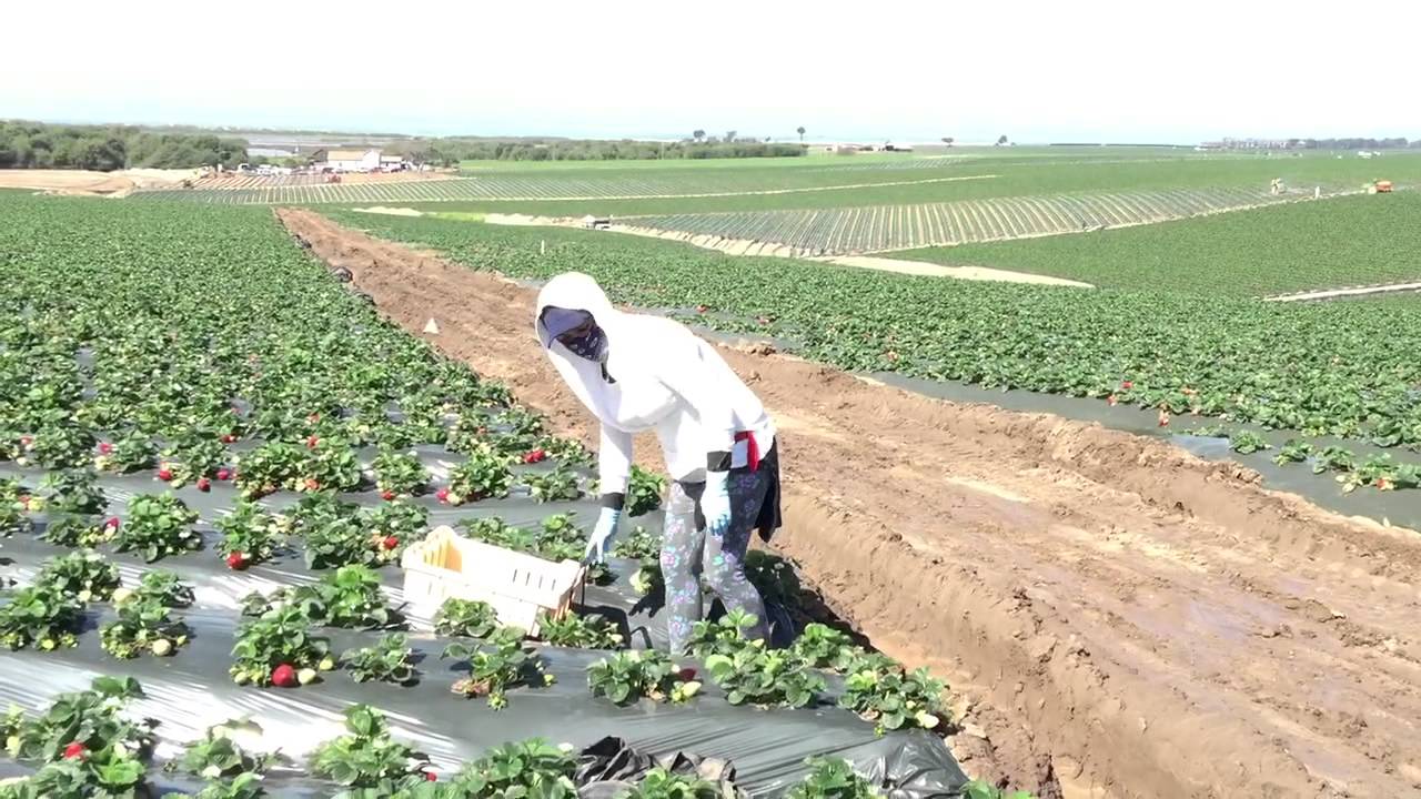 LARSE FARMS 3 - YouTube