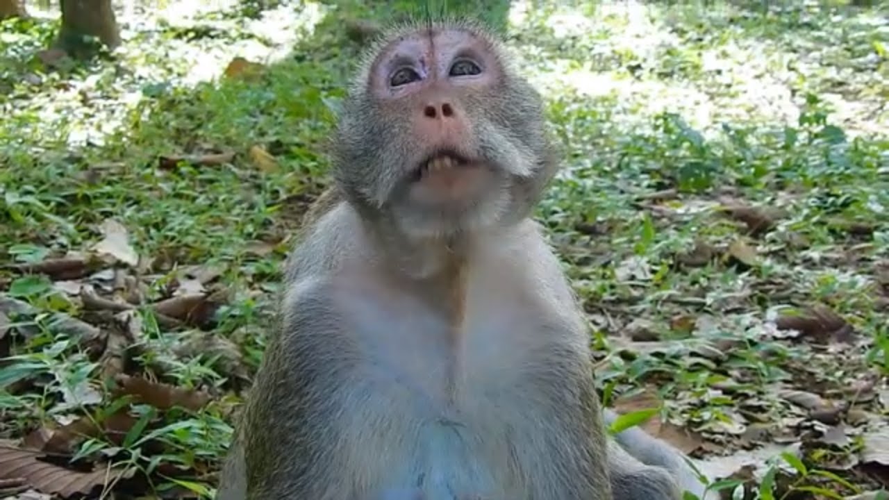Monkey Jane still cry loudly when she miss her baby monkey Janet ...