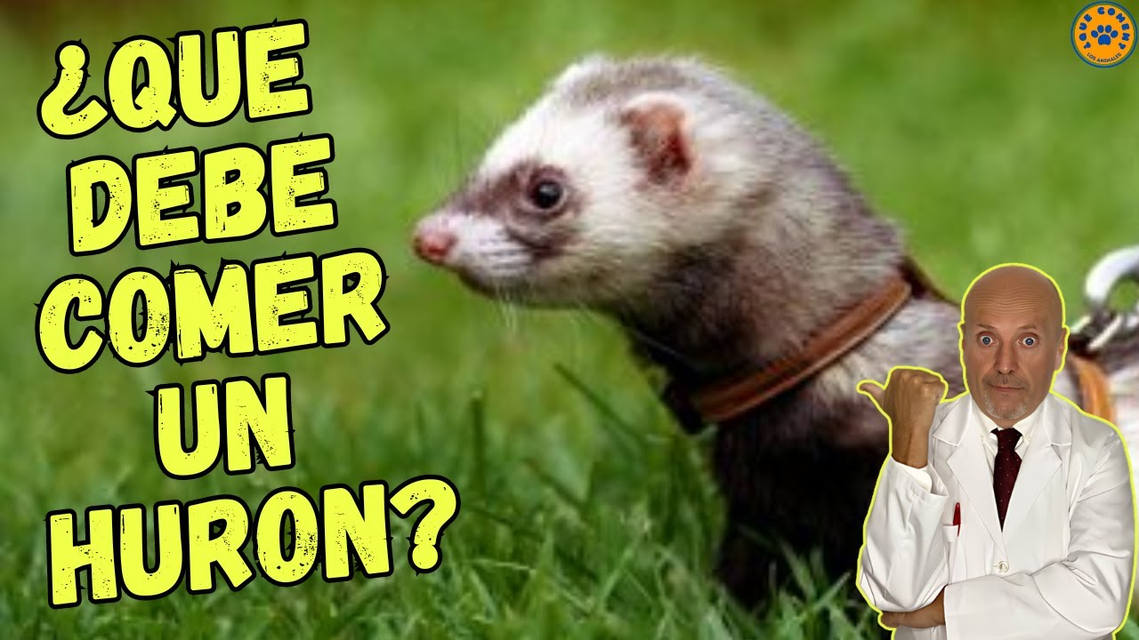 ¿QUE COMEN LOS HURONES Y QUE LES SIENTA MAL? - YouTube