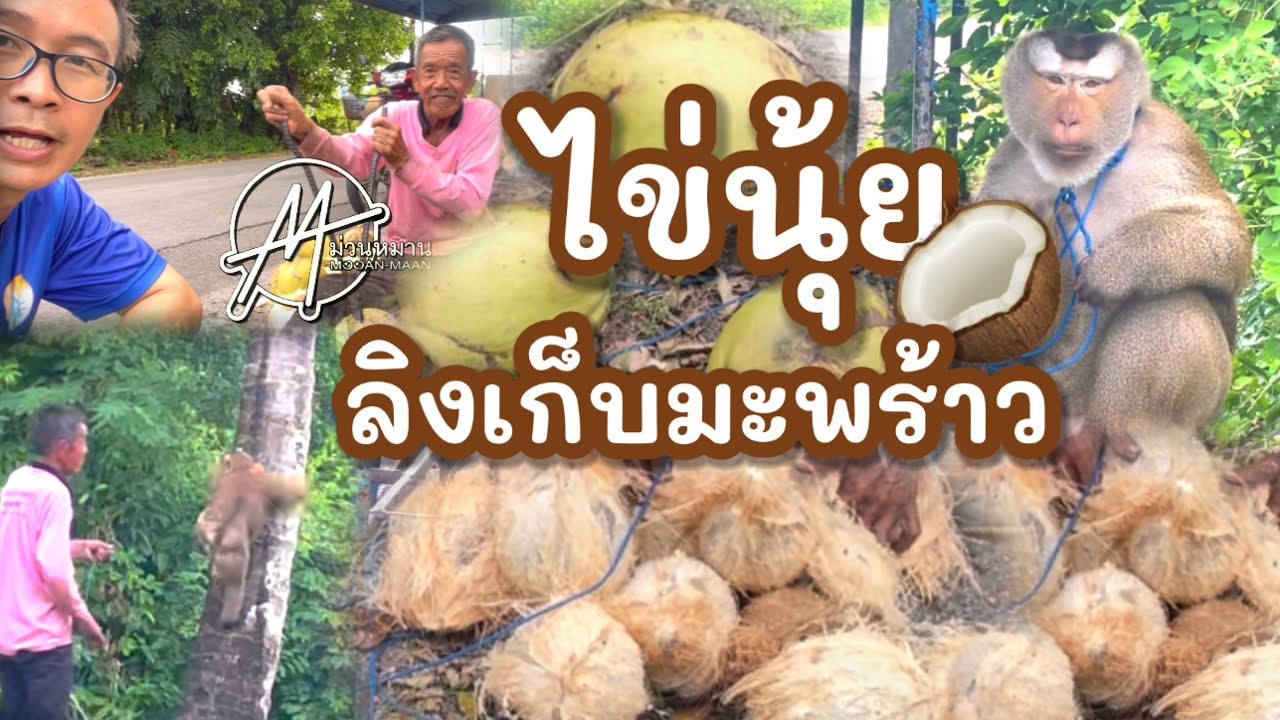 ไข่นุ้ย ลิงเก็บมะพร้าว Monkey picking coconuts - YouTube
