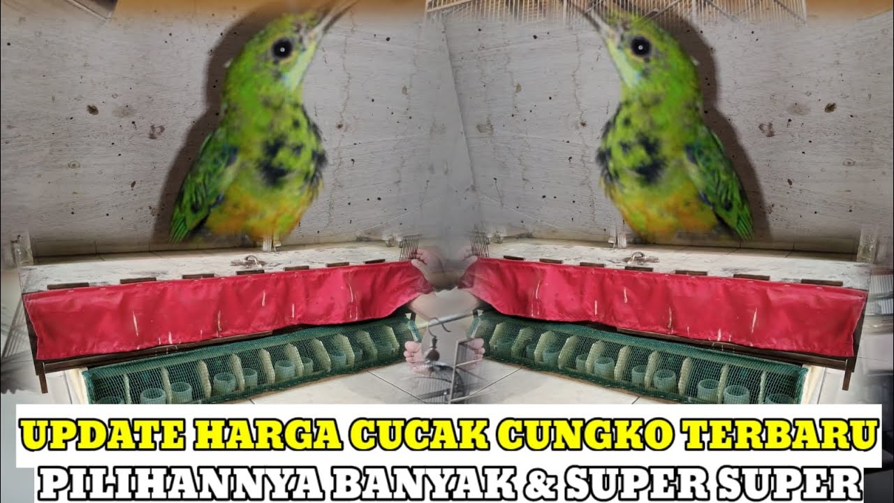 UPDATE HARGA CUCAK CUNGKO TERBARU ‼️ PILIHANNYA BANYAK || SUPER SUPER ...