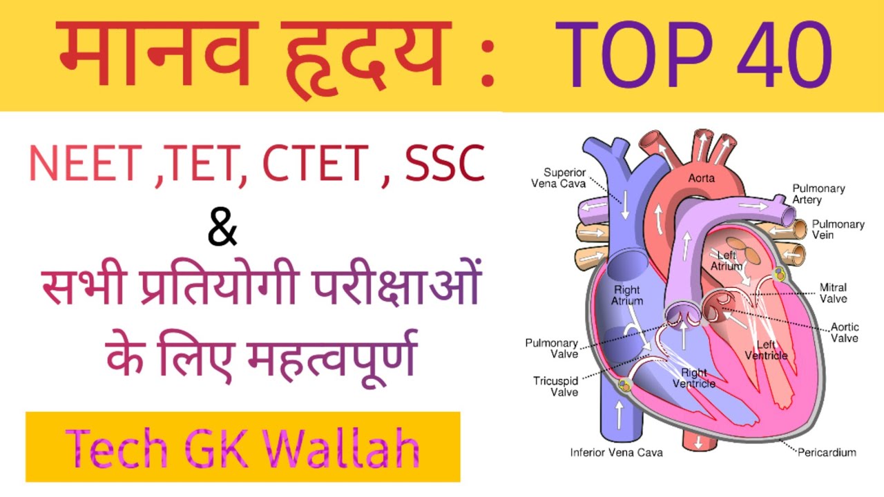 Human heart || for NEET and SSC exams || Science gk in hindi ...