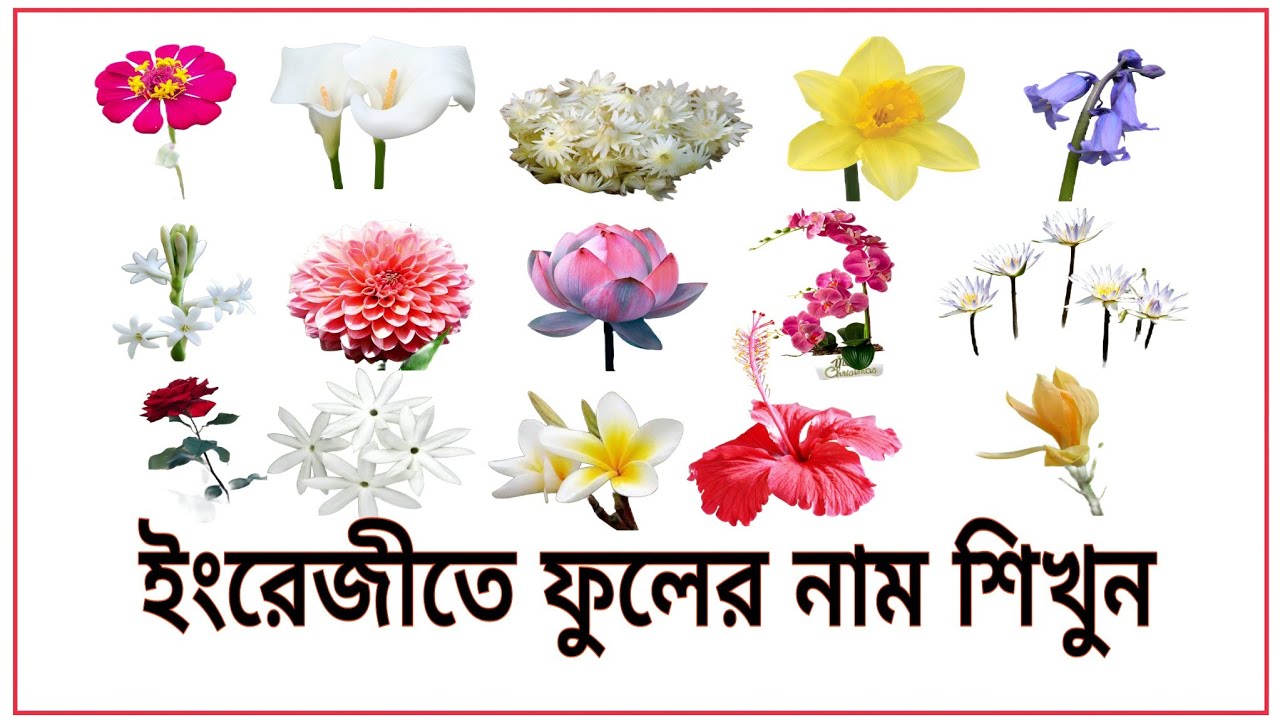 Flowers name | ফুলের নাম | Learn name of Flowers in Bengali and English ...